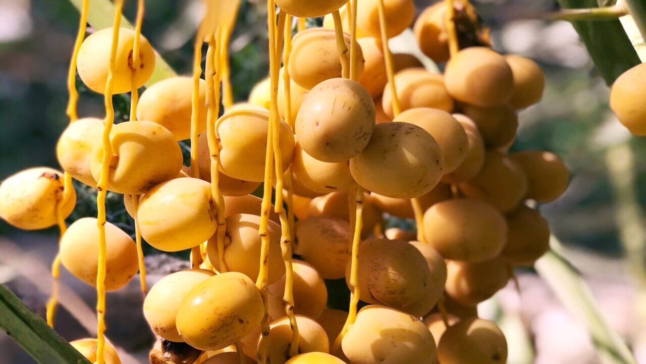 Tâmaras - Instituto Pró-Diversidade